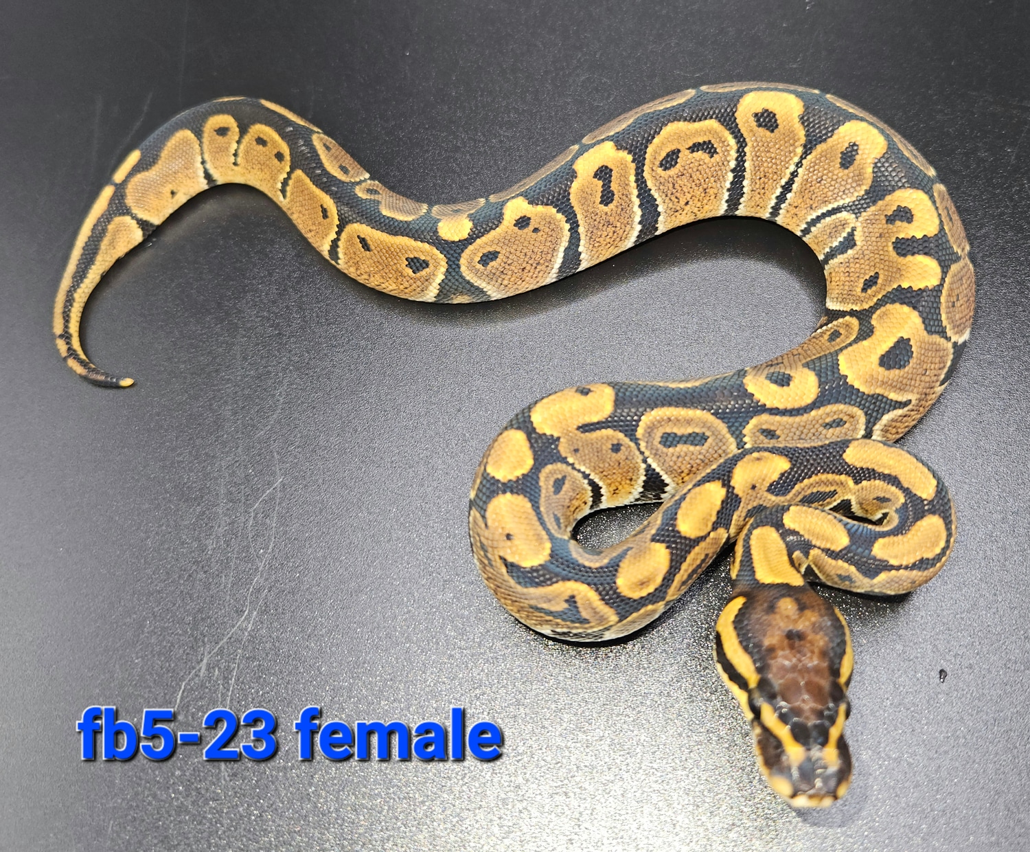 50% Het Monsoon 66% Het Candy Ball Python by Get Morphed BP - MorphMarket