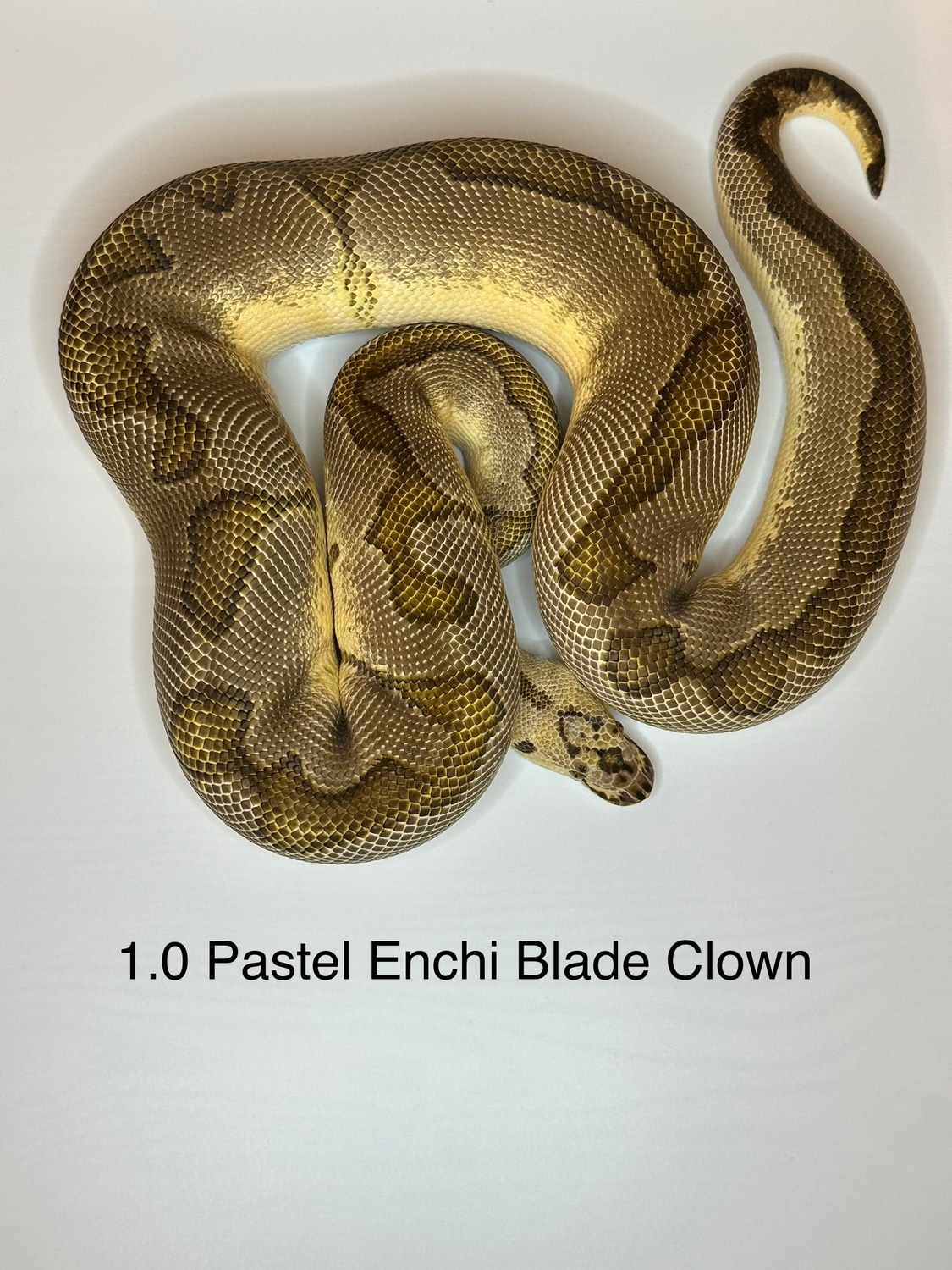 Pastel Enchi Blade Clown Ball Python by Get Morphed BP - MorphMarket