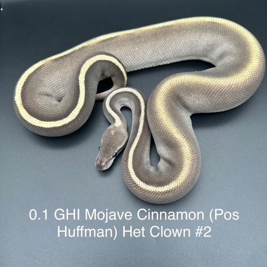 GHI Mojave Cinnamon Pos Huffman Het Clown Ball Python by Get Morphed BP