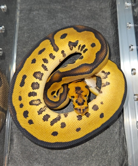 Leo Clown Het Lav And Pied Ball Python by Get Morphed BP
