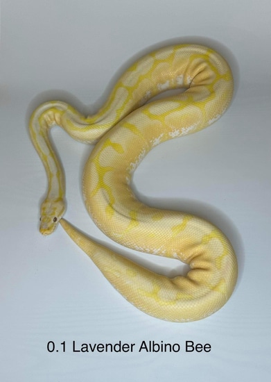 Lavender Albino Bee Ball Python by Get Morphed BP
