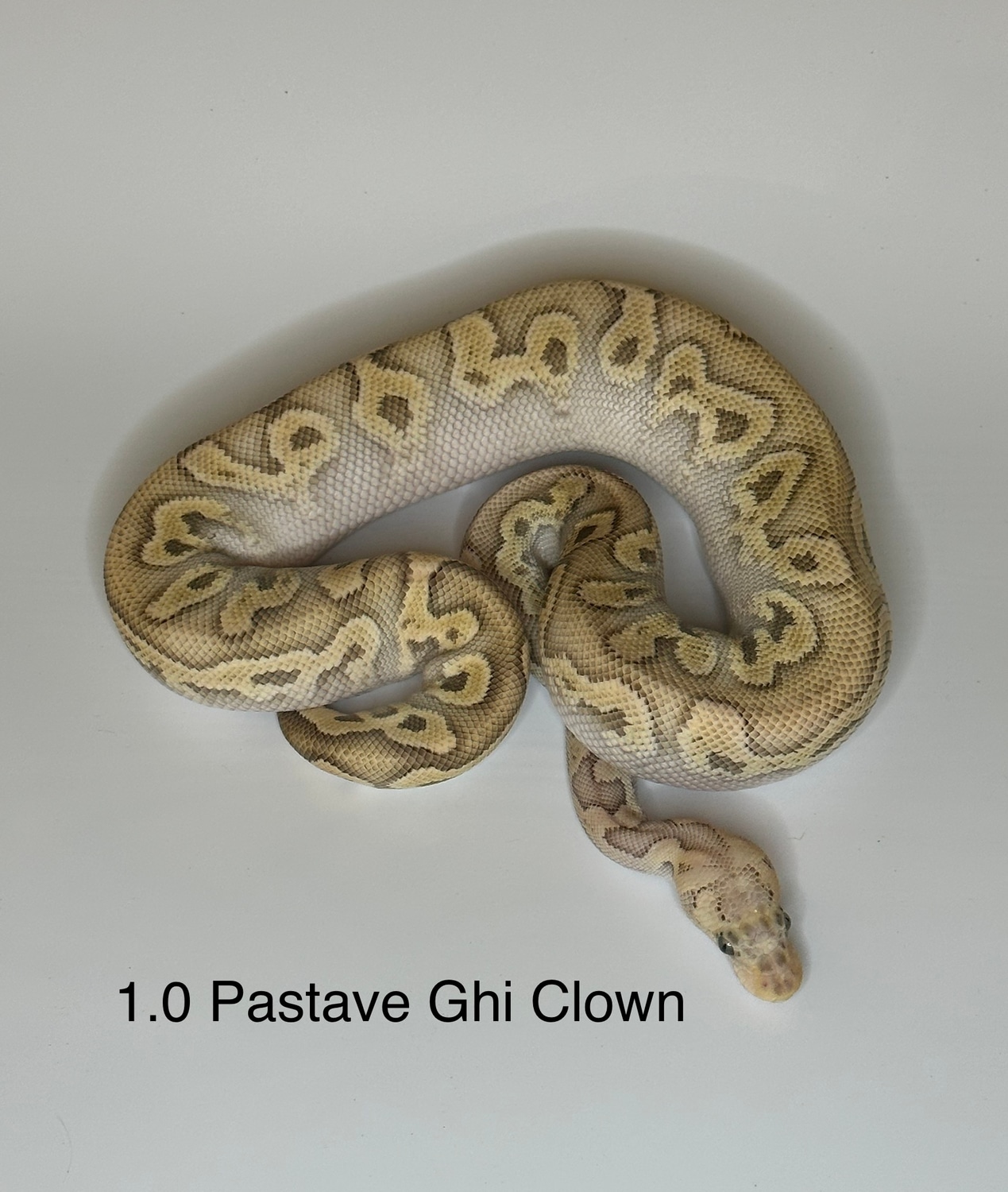 Pastave Ghi Clown Ball Python by Get Morphed BP - MorphMarket