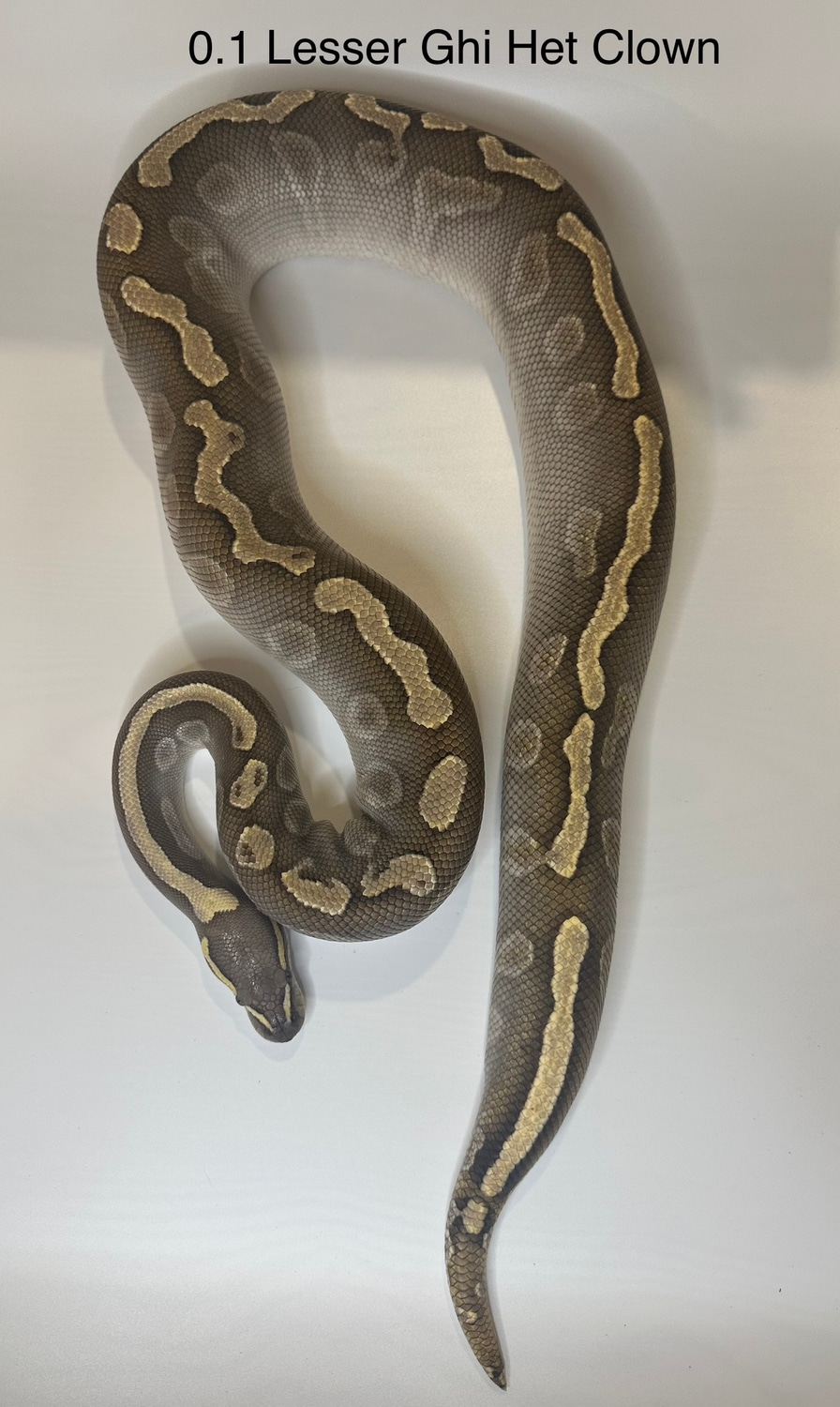 Lesser Ghi Het Clown Ball Python by Get Morphed BP - MorphMarket