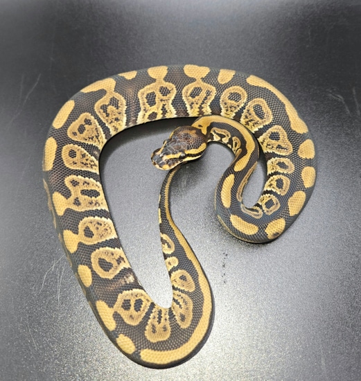 Sable Het Clown Ball Python by Get Morphed BP