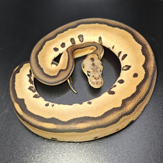 Cinnamon Leopard Clown Het Lavender Ball Python by Get Morphed BP