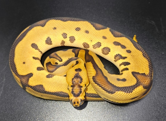 Enchi Fire Leopard Clown Het Dreamsicle Ball Python by Get Morphed BP