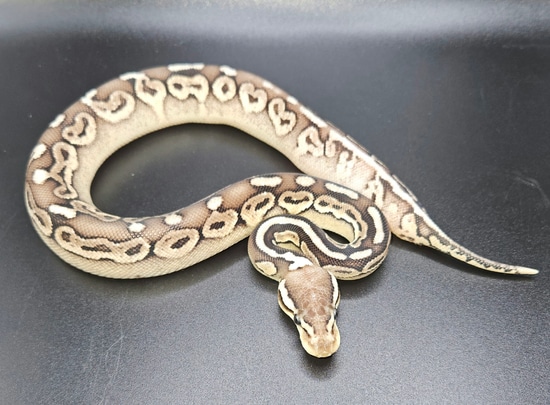 Pewter Het Lavender Clown Ball Python by Get Morphed BP