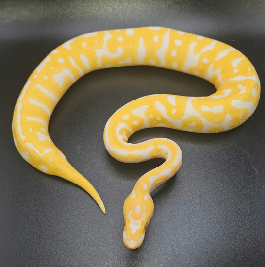 Acid Leo Spot Lav Het Clown Ball Python by Get Morphed BP