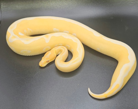 Leo Grail Ball Python by Get Morphed BP