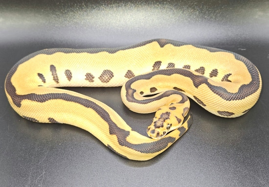 Leo Clown Het Lav Prob. Super Ball Python by Get Morphed BP