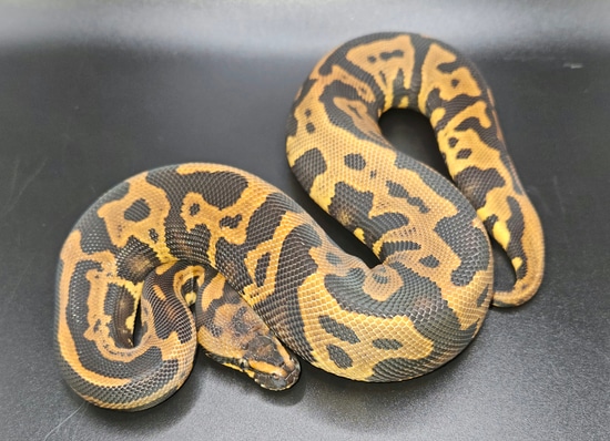 Acid Leopard Het Clown 66% Het Lav Ball Python by Get Morphed BP