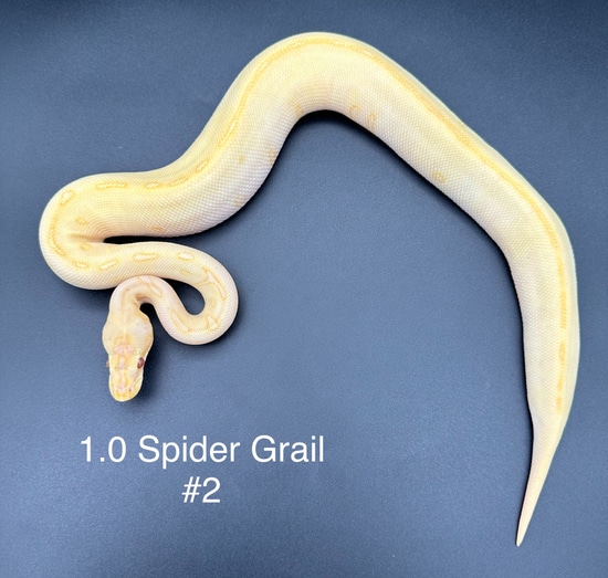 Spider Grail Ball Python by Get Morphed BP