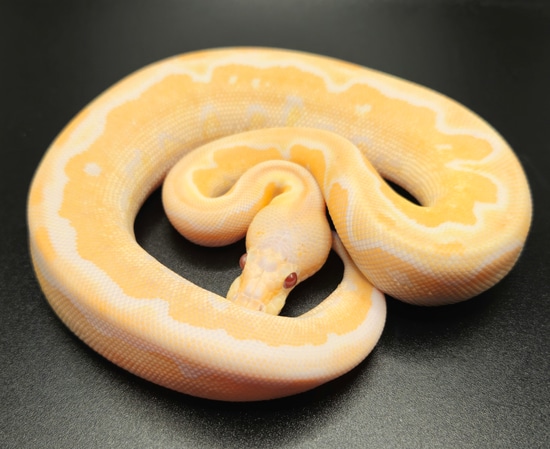 Cinny Fire Grail Ball Python by Get Morphed BP