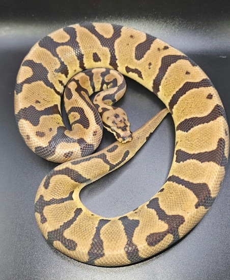 Acid Spotnose 100% Het Lavender Ball Python by Get Morphed BP