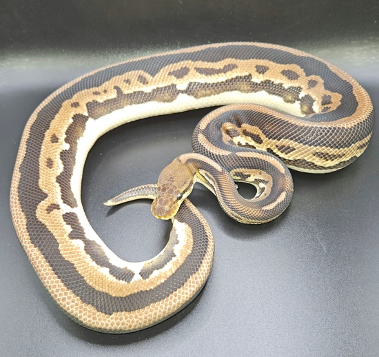 OD Leopard Cinnamon Het Grail Ball Python by Get Morphed BP