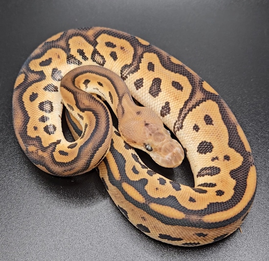 Fire Cinny Leo Clown Het Lav Ball Python by Get Morphed BP