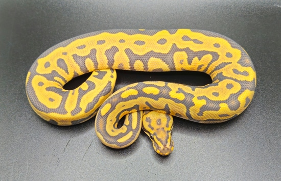 Ghost Fire Leopard Het Grail Ball Python by Get Morphed BP
