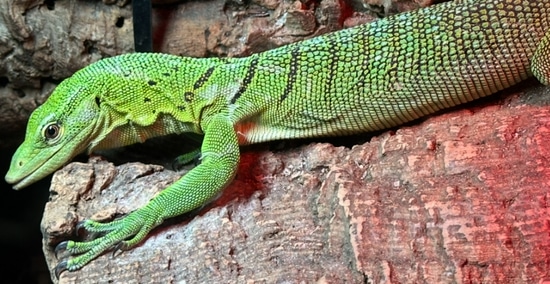 Green Tree Monitor by Get Morphed BP