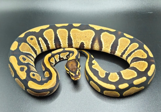 Triple Het Vpi Axanthic Clown & Pied Ball Python by Get Morphed BP