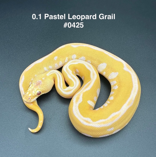 Pastel Leopard Grail Ball Python by Get Morphed BP