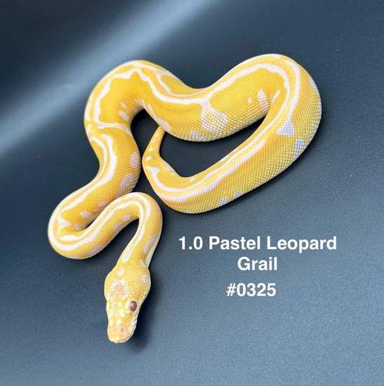 Pastel Leo Grail Ball Python by Get Morphed BP