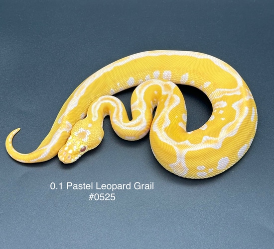 Pastel Leopard Grail Ball Python by Get Morphed BP