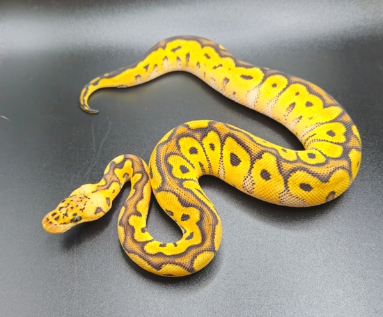 Pastel Clown Pos Yb/Asphalt Ball Python by Get Morphed BP