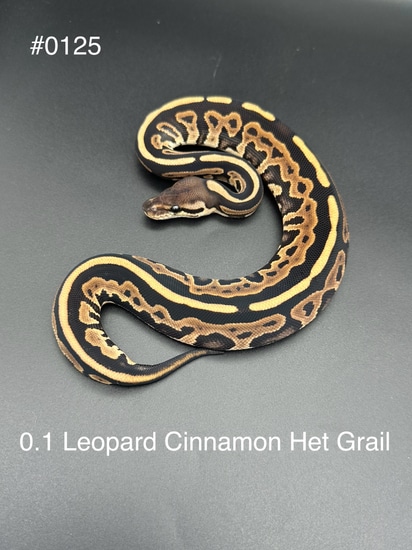 Leopard Cinnamon Het Grail Ball Python by Get Morphed BP