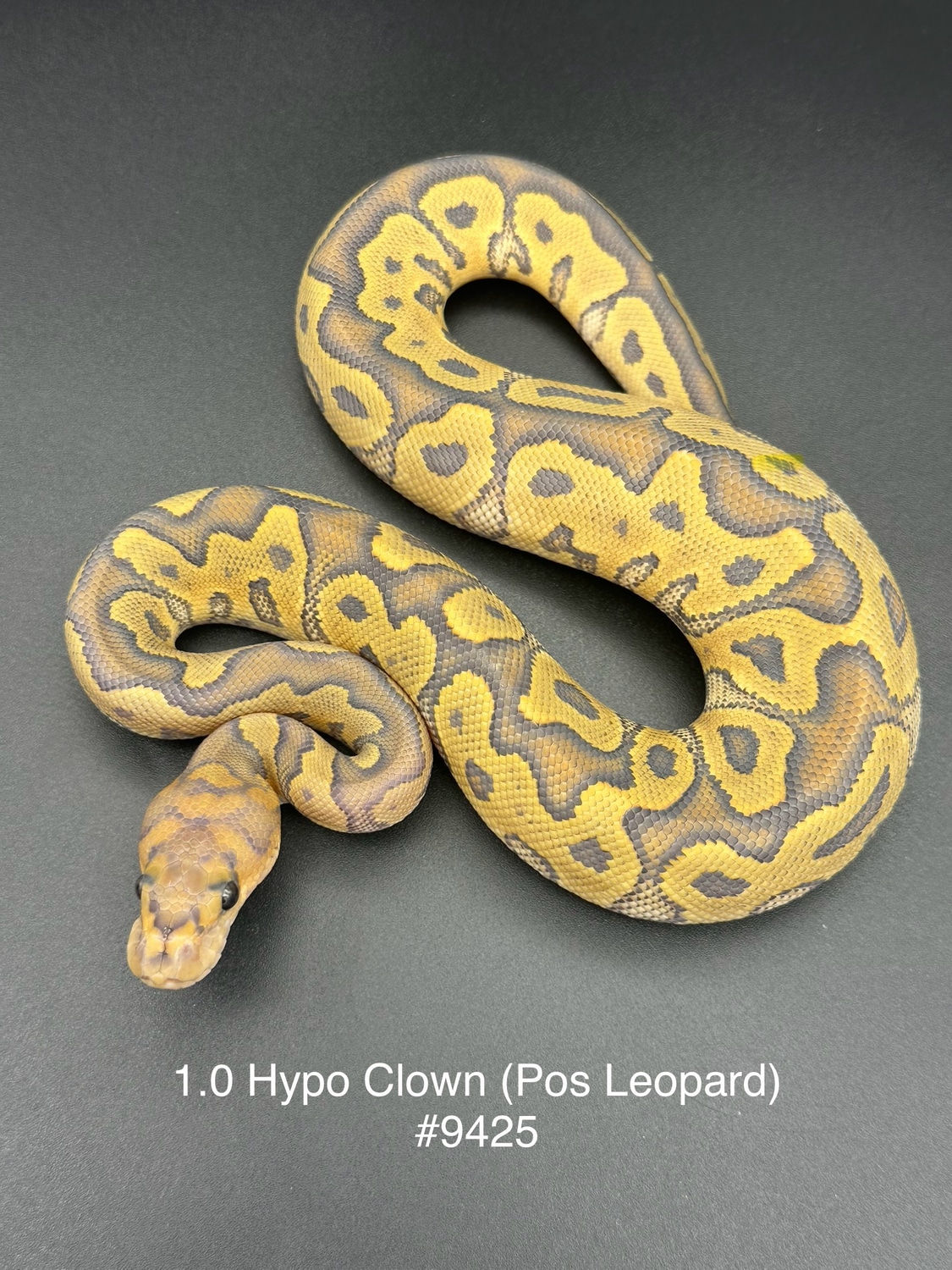 Hypo Clown (Pos Leopard)