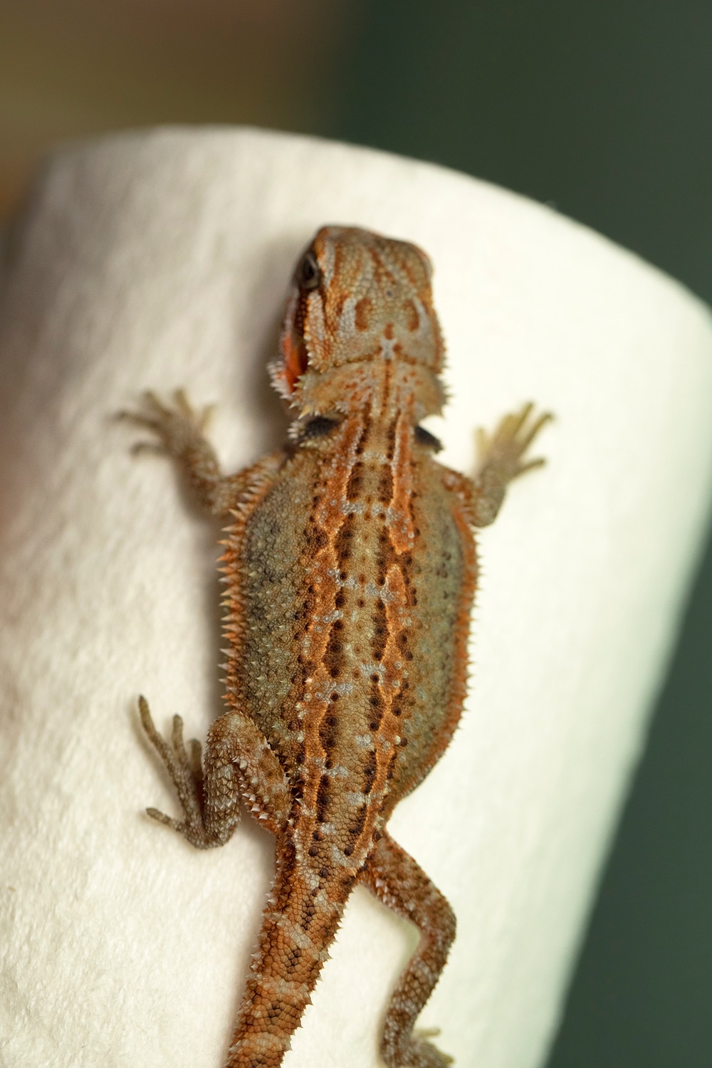 Trans Tiger Dunner, Het Hypo, 100% Het Zero Central Bearded Dragon by ...