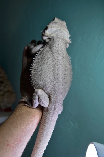 Adult Proven Breeder Male Hypo Trans Zero W/ Multiple Paradox Spots ...