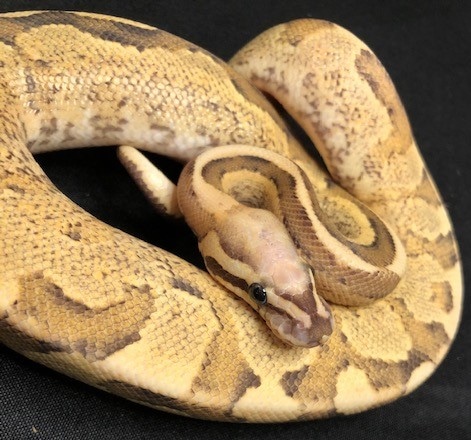 Disco Fire Ball Python by Full Throttle Reptiles