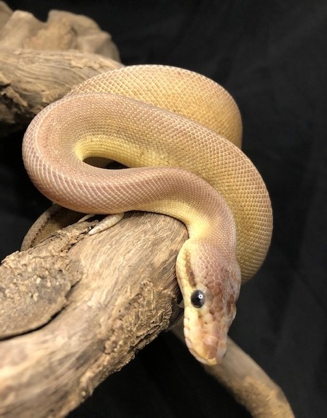 Pewter G-Stripe Ball Python by Full Throttle Reptiles - MorphMarket