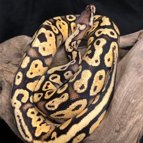 Pastel Fire/Vanilla Ball Python by Full Throttle Reptiles - MorphMarket