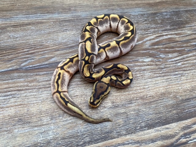 Spider Calico Ball Python by Full Throttle Reptiles - MorphMarket