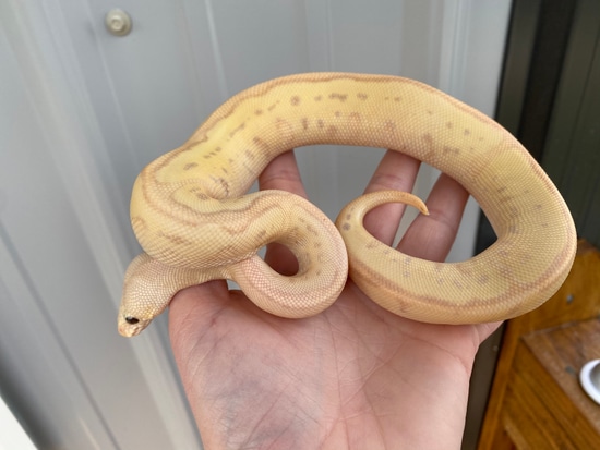Super Pastel Leopard Clown Banana Ball Python by Full Throttle Reptiles
