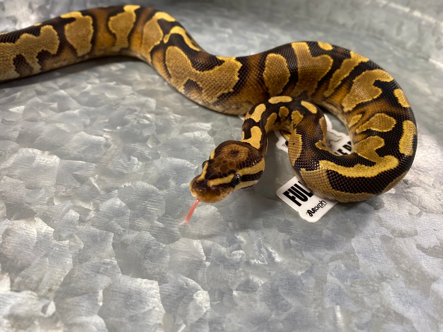Yellowbelly Disco/Fire Ball Python by Full Throttle Reptiles - MorphMarket