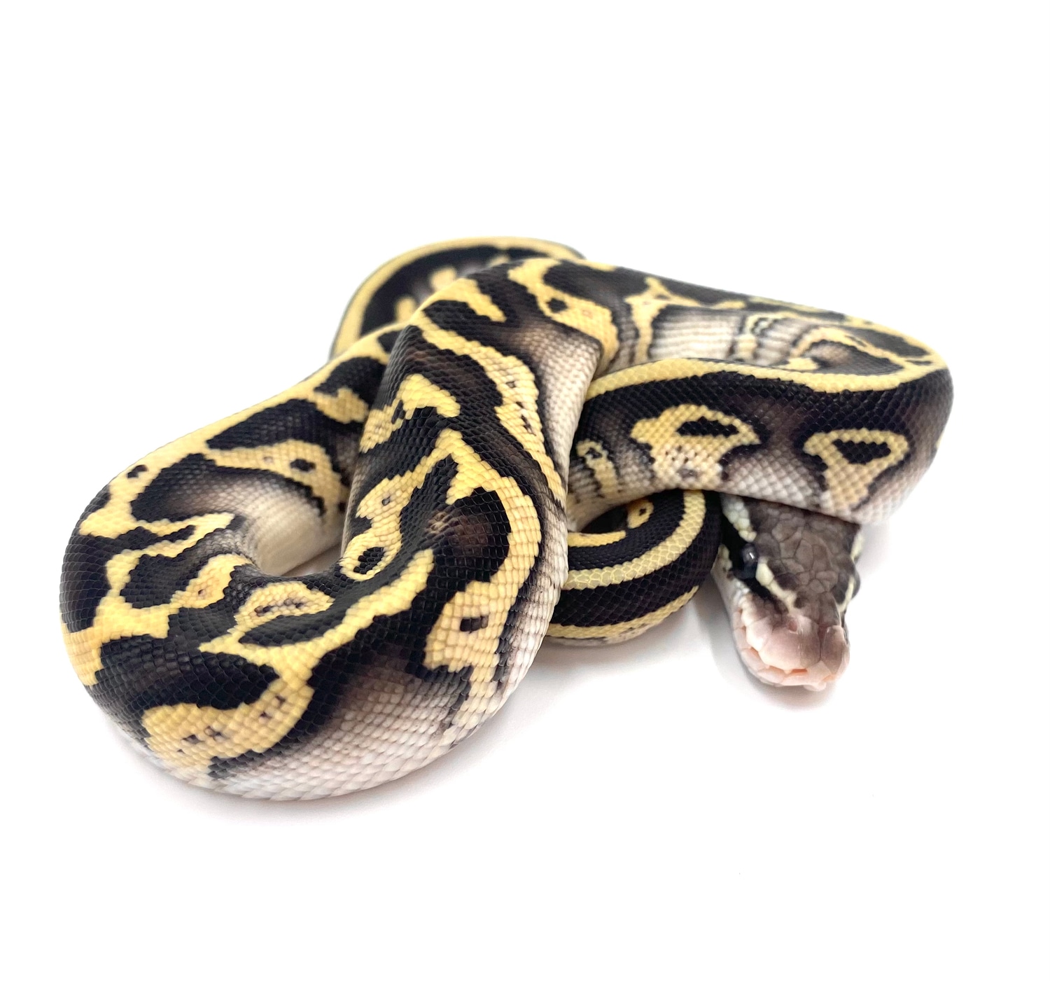 Pastel Lesser Leopard Wookie Ball Python by Full Throttle Reptiles ...