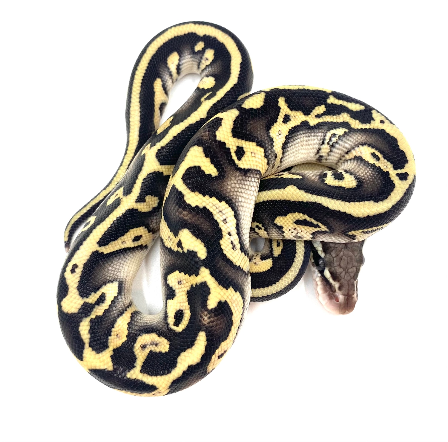 Pastel Lesser Leopard Wookie Ball Python by Full Throttle Reptiles ...