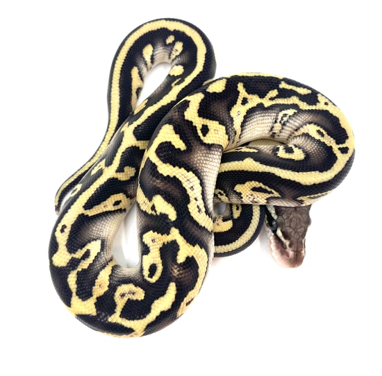 Pastel Lesser Leopard Wookie Ball Python by Full Throttle Reptiles