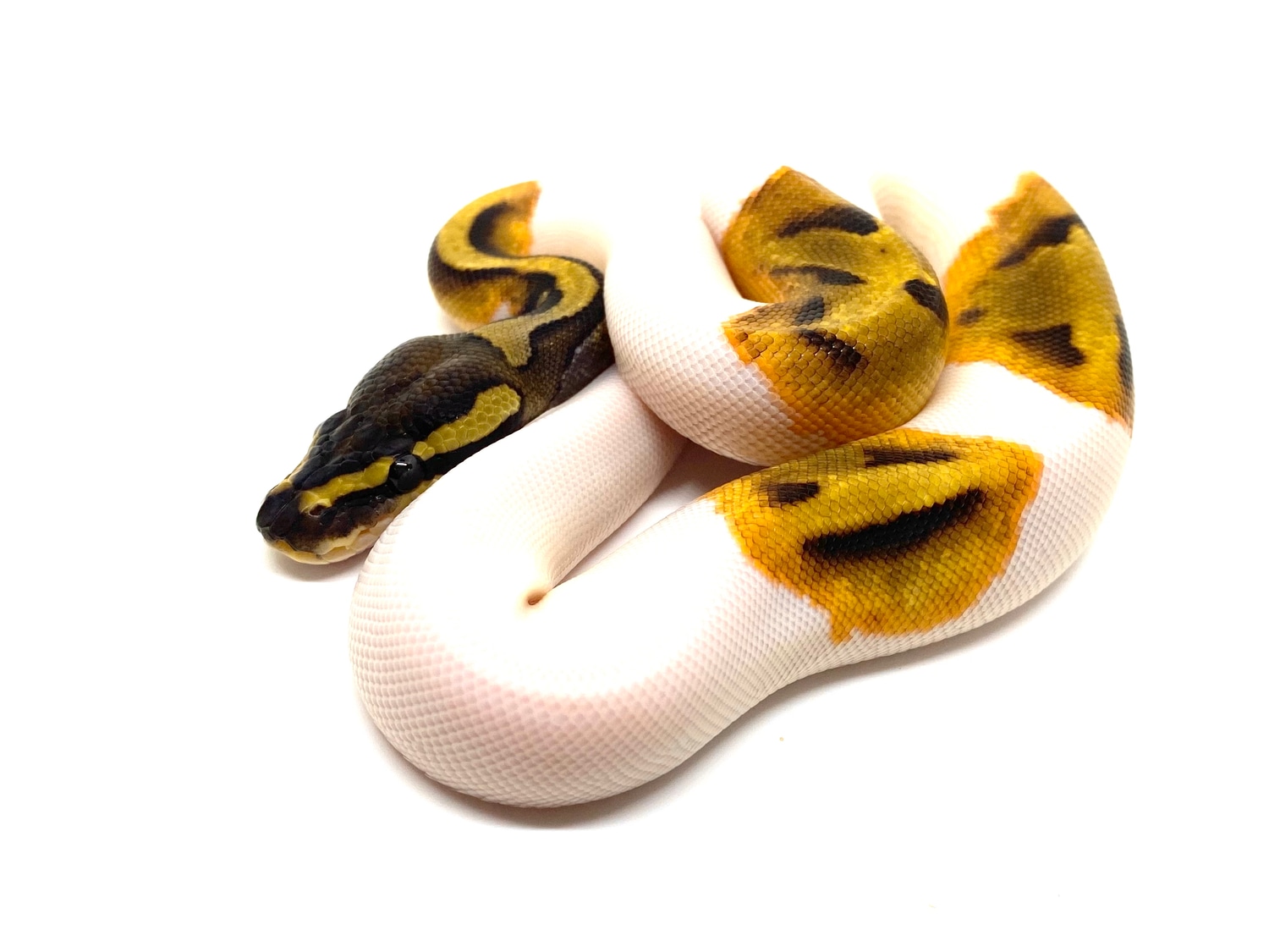Enchi Pied Ball Python by Full Throttle Reptiles - MorphMarket