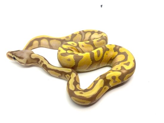 Pastel Banana Pos OD Ball Python by Full Throttle Reptiles