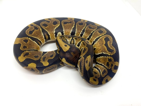 Normal Ball Python by Full Throttle Reptiles