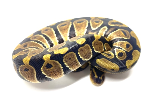 Normal Ball Python by Full Throttle Reptiles
