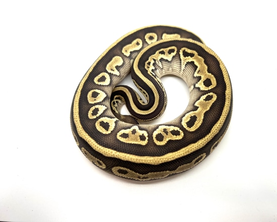 Lesser Leopard Pos Wookie Ball Python by Full Throttle Reptiles
