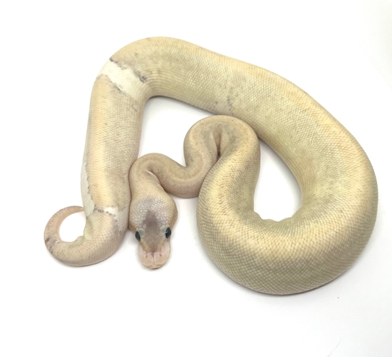 Super Pastel Champagne Cinnamon Het Genetic Stripe Ball Python by Full ...