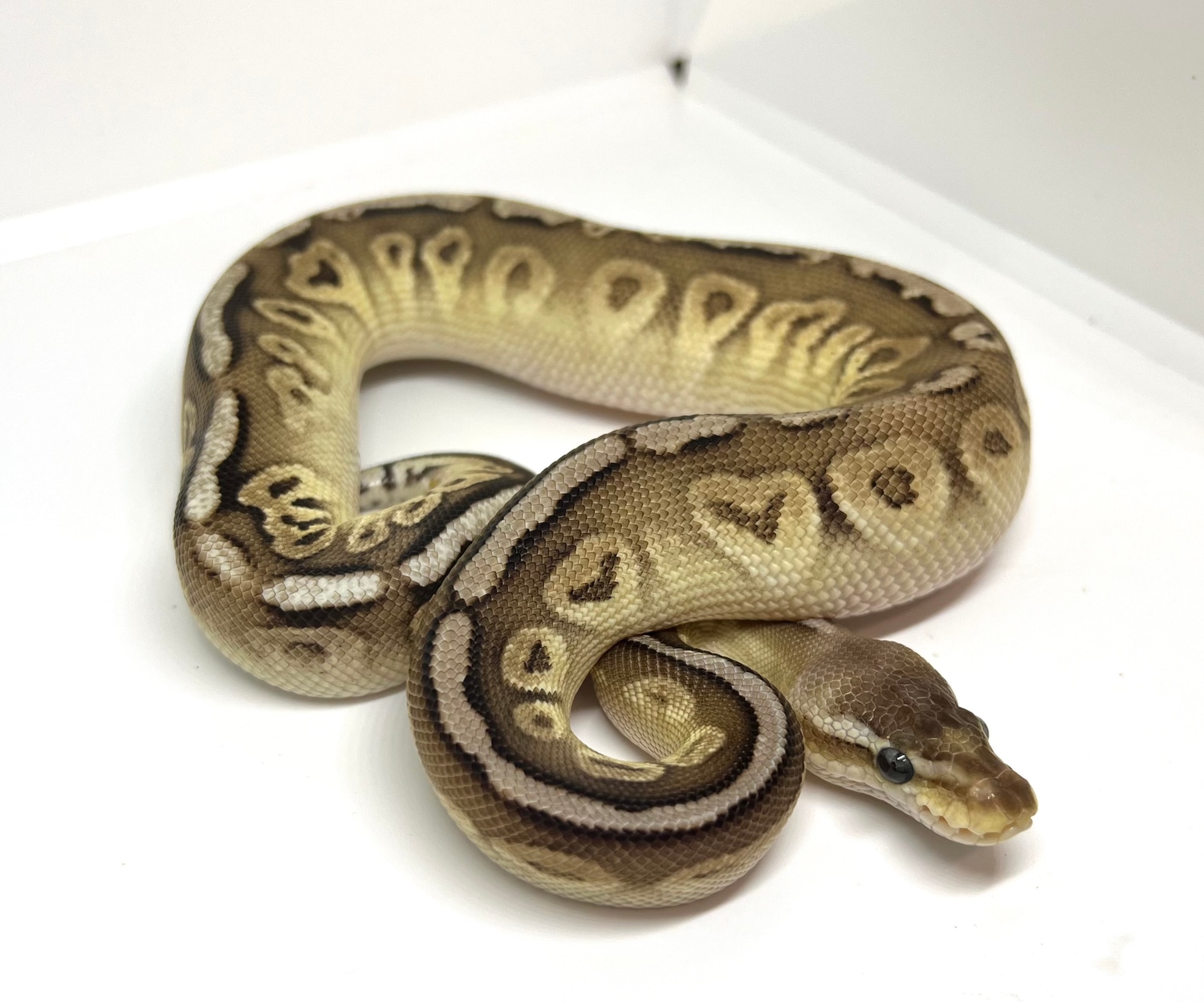 Cypress Cinnamon Pastel Orange Dream Ball Python by Full Throttle ...