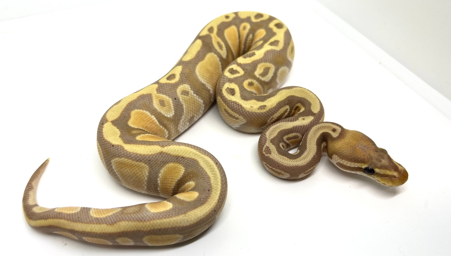 Orange Dream Cypress Banana Het Pied Ball Python by Full Throttle ...