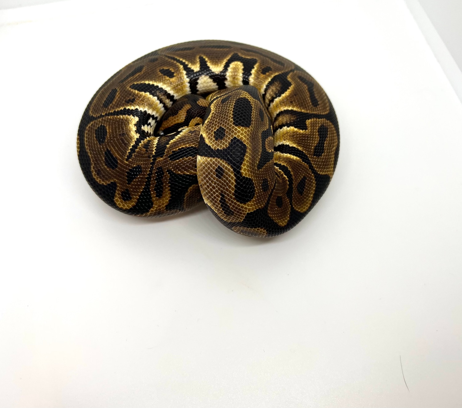 Wookie Leopard Pos Redstripe Ph Clown Het Hypo Ball Python by Full ...