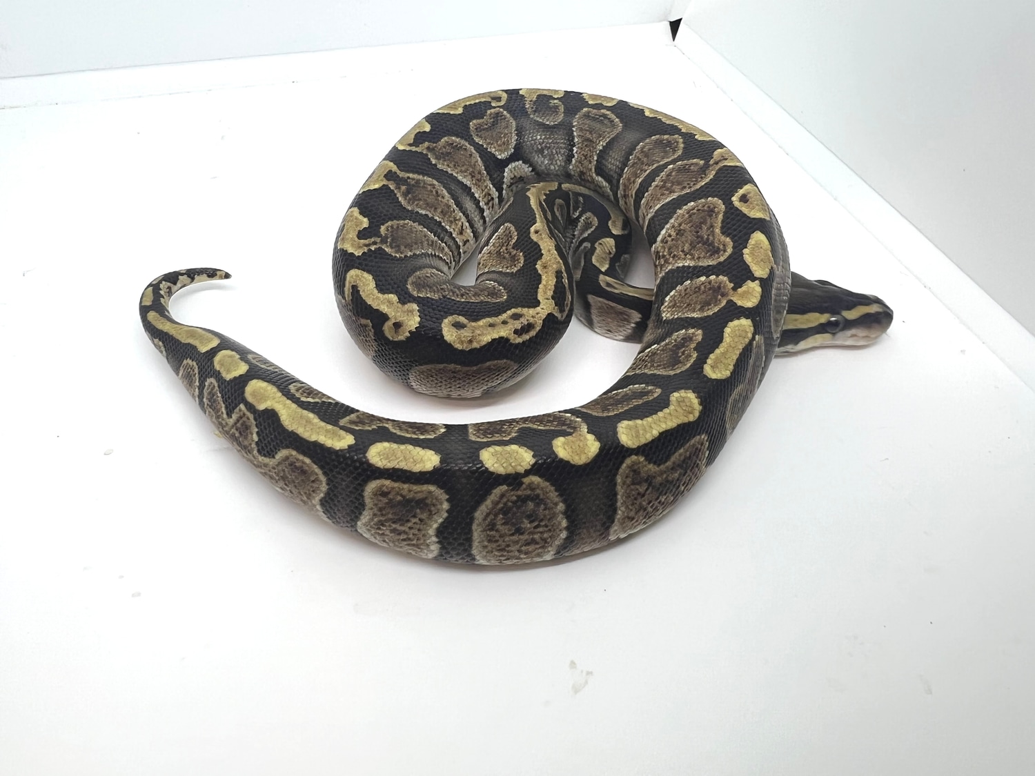 Ghi Het Pied Ball Python by Full Throttle Reptiles - MorphMarket